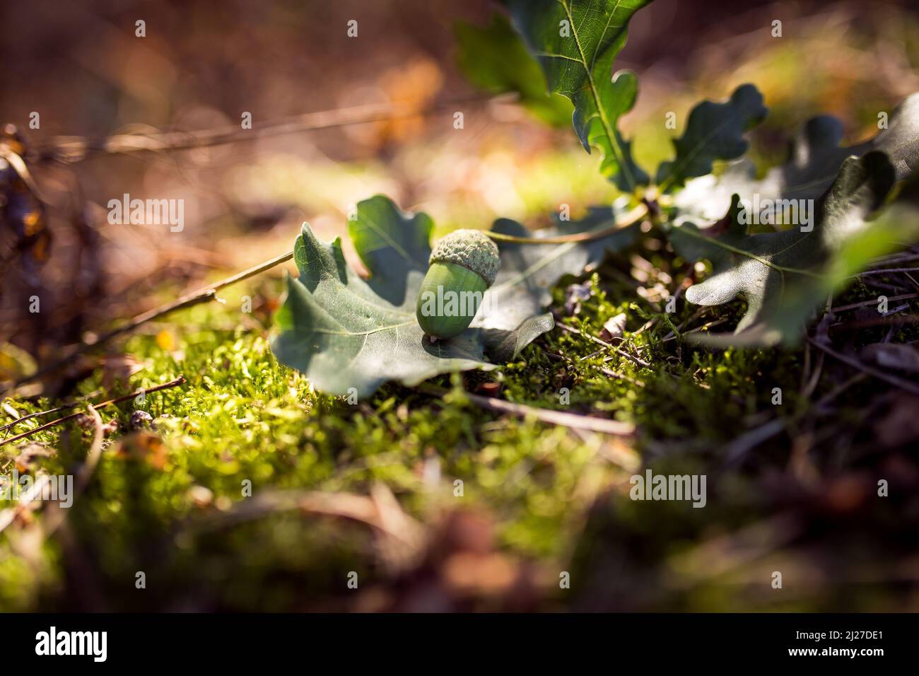 Oaken tree hi-res stock photography and images - Alamy