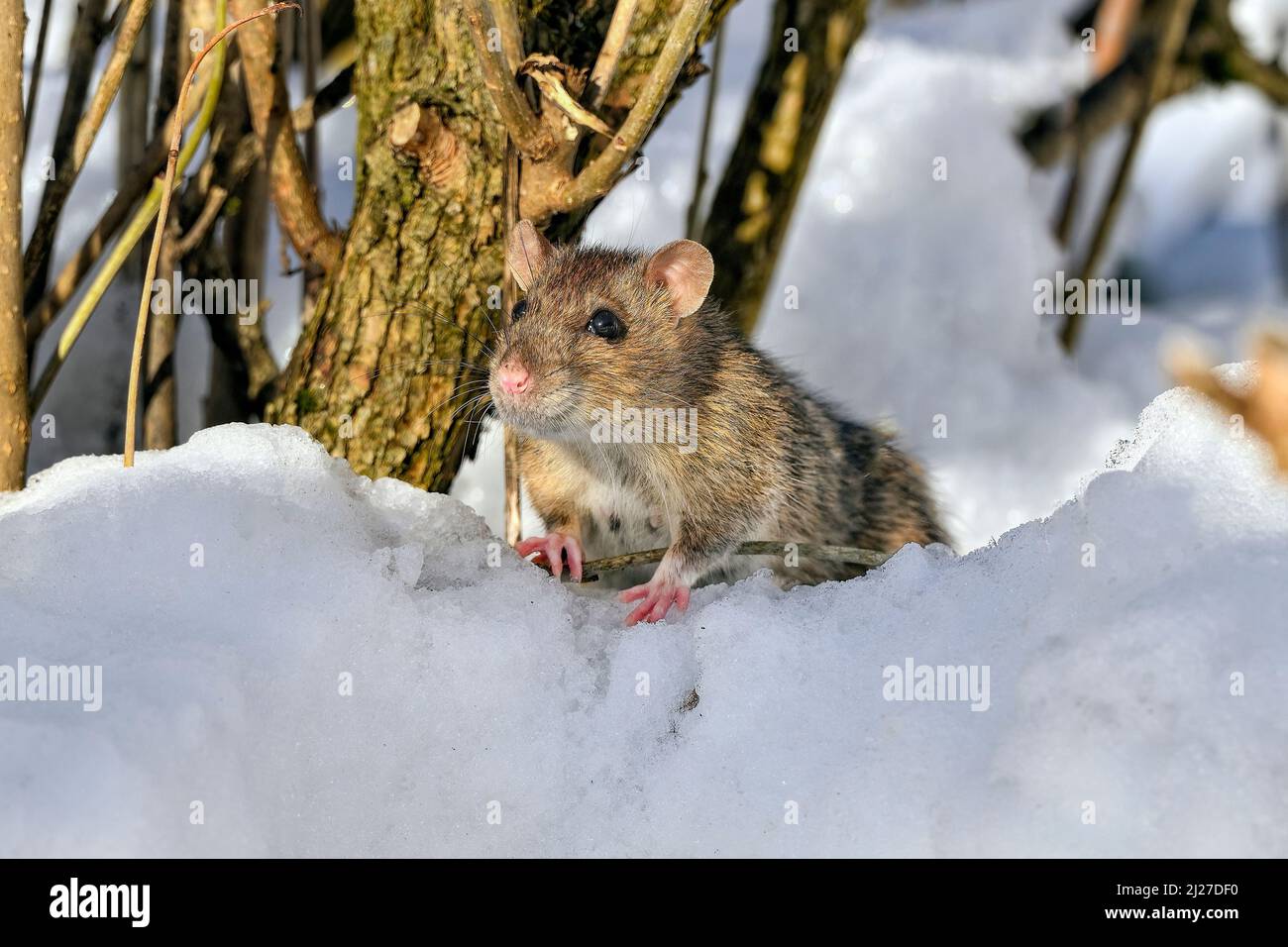 Explore winter hi-res stock photography and images - Alamy