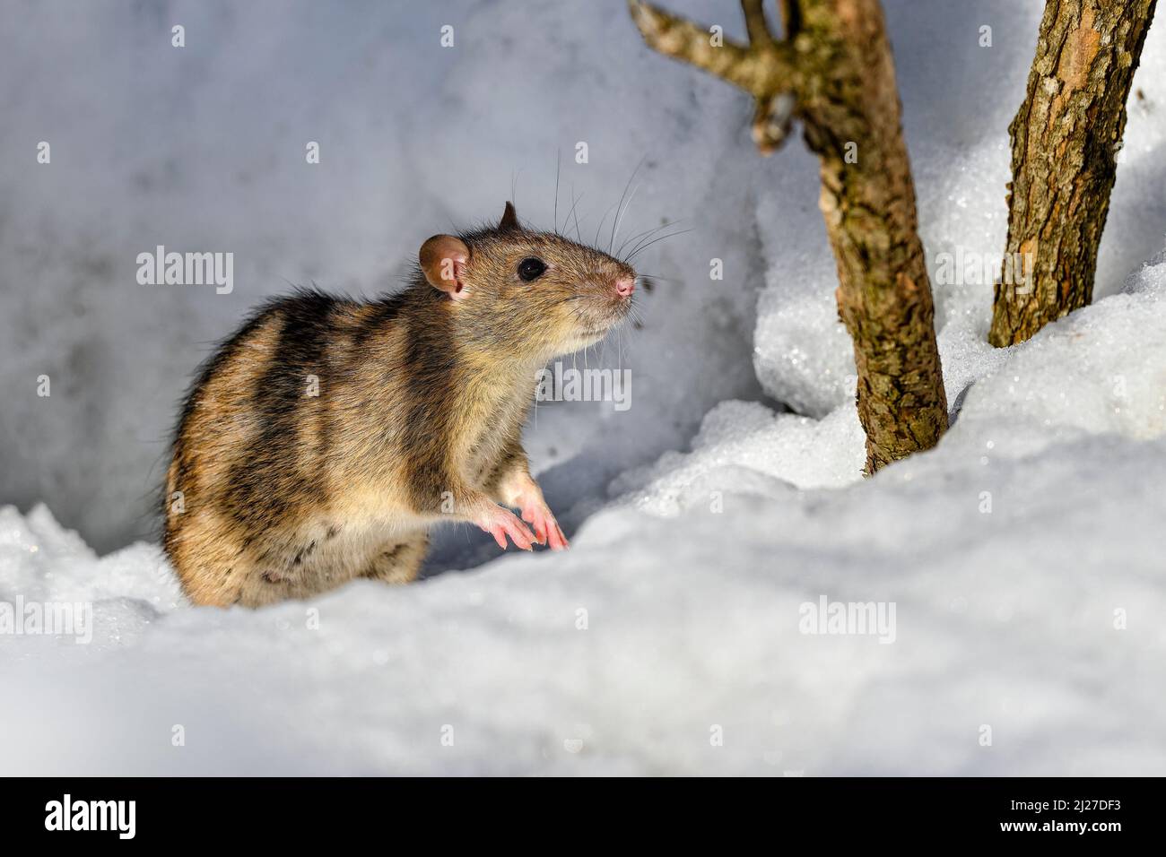 Whiskers winter hi-res stock photography and images - Alamy