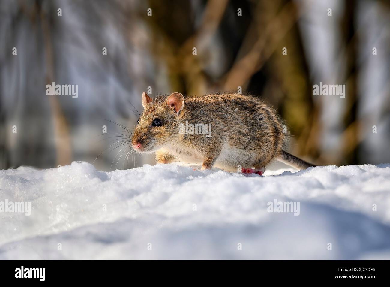 Explore winter hi-res stock photography and images - Alamy