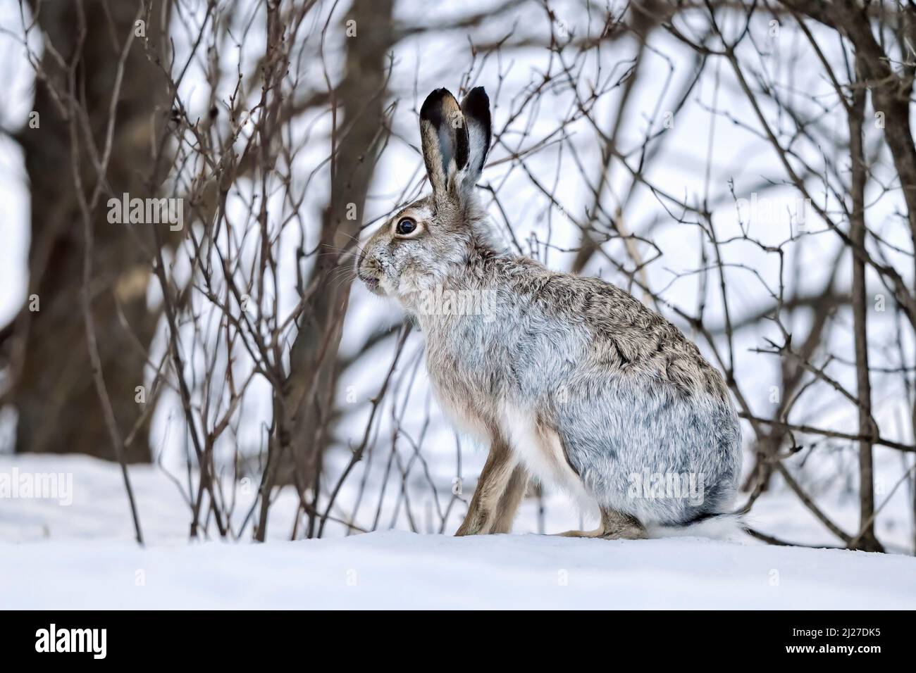 Hare in winter color Stock Photo - Alamy