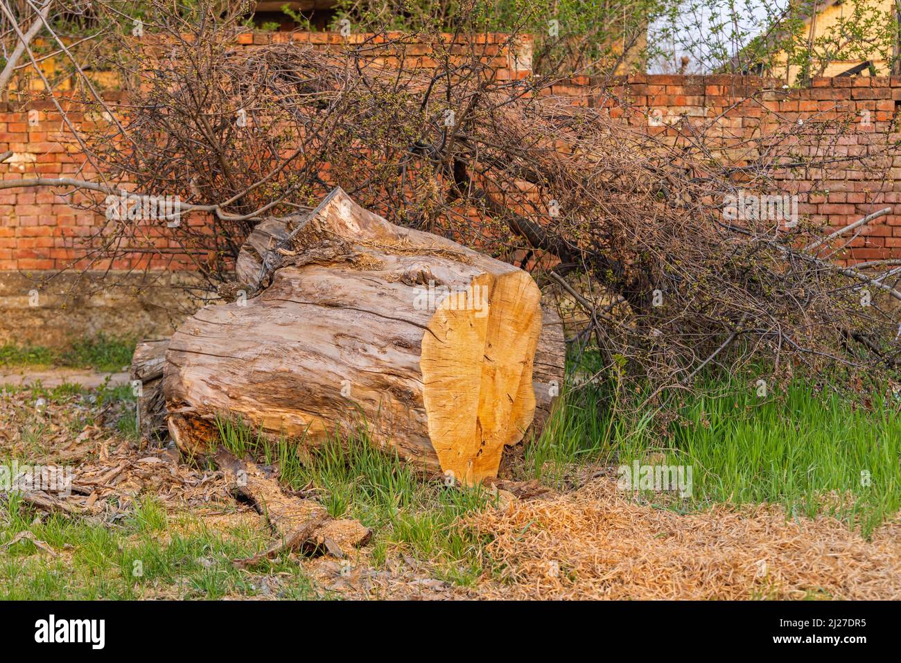 Large old cut down hi-res stock photography and images - Alamy