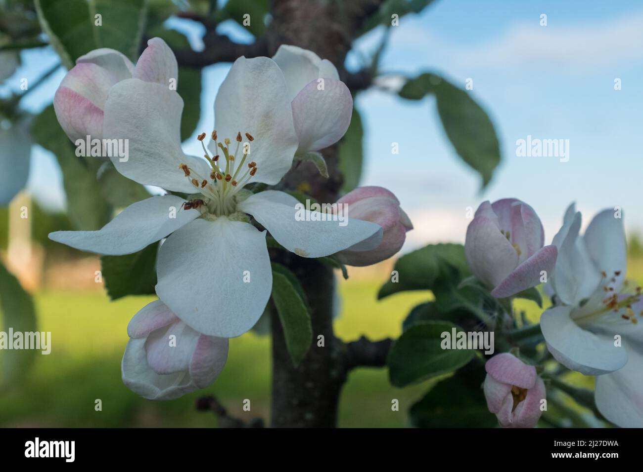 Blooming flowers of a apple tree with blue sky background. Macro photo ...