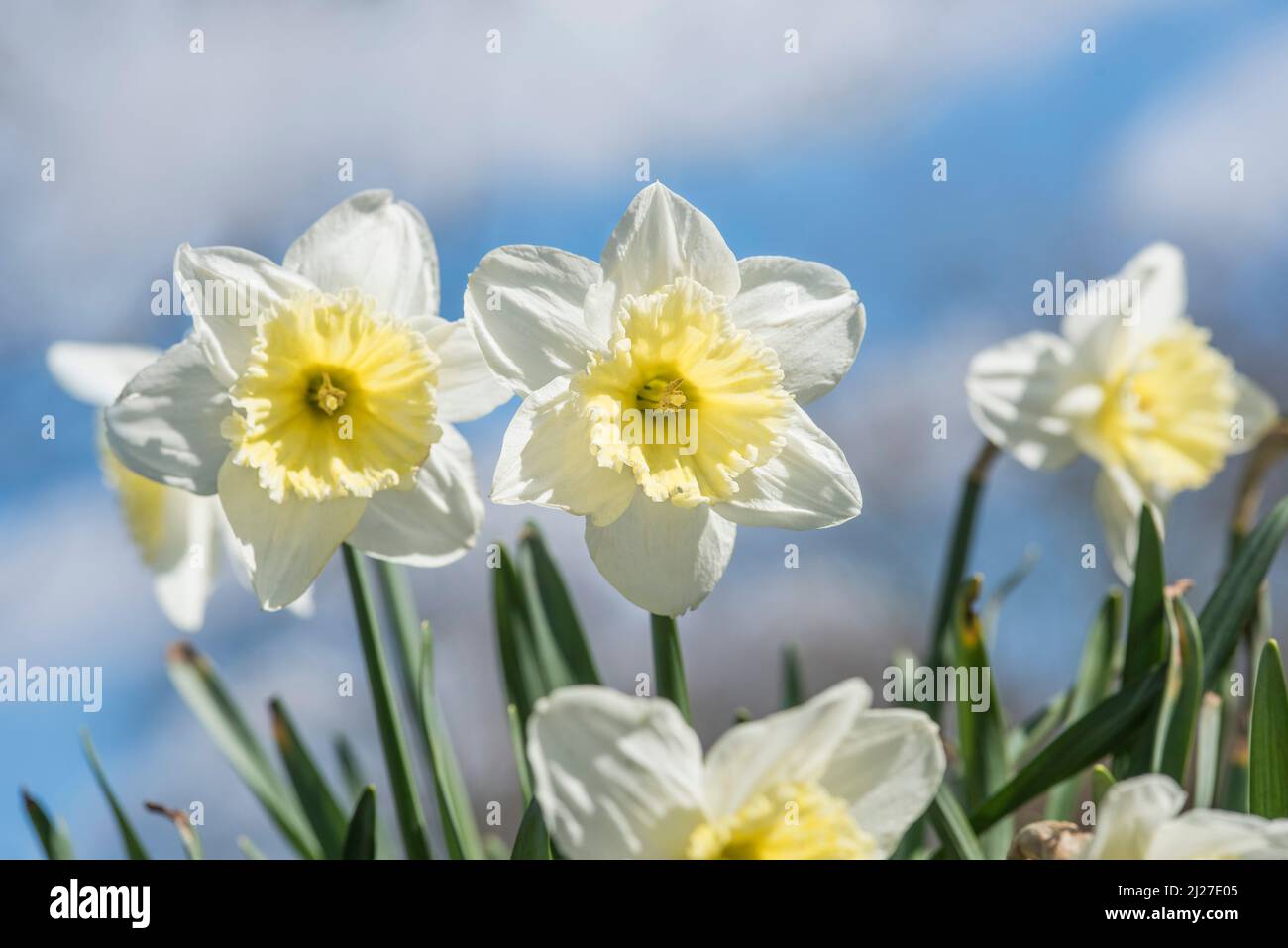 Close up of white and yellow Daffodils (aka narcissus and jonquil ...