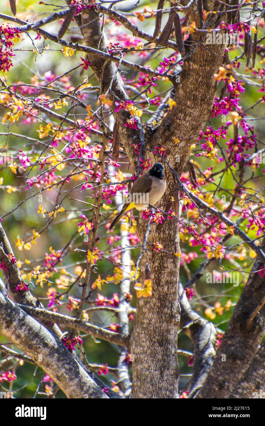 Bulbul cute bird with himalayan blossom colorful flower Stock Photo - Alamy
