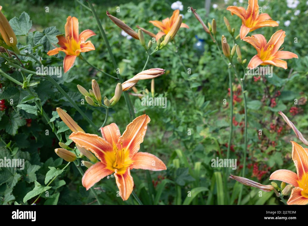 Background of tiger lily flowers, selective focus. Blooming orange ...