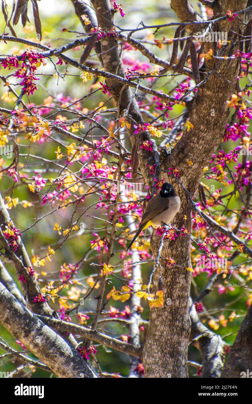Bulbul cute bird with himalayan blossom colorful flower Stock Photo - Alamy