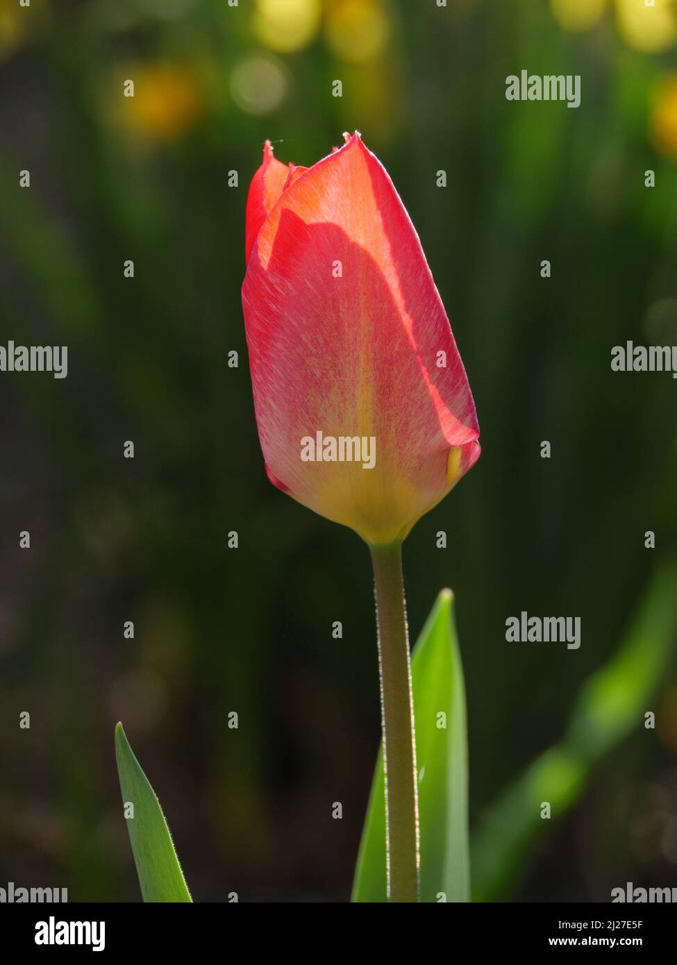 spring time in a german garden Stock Photo - Alamy