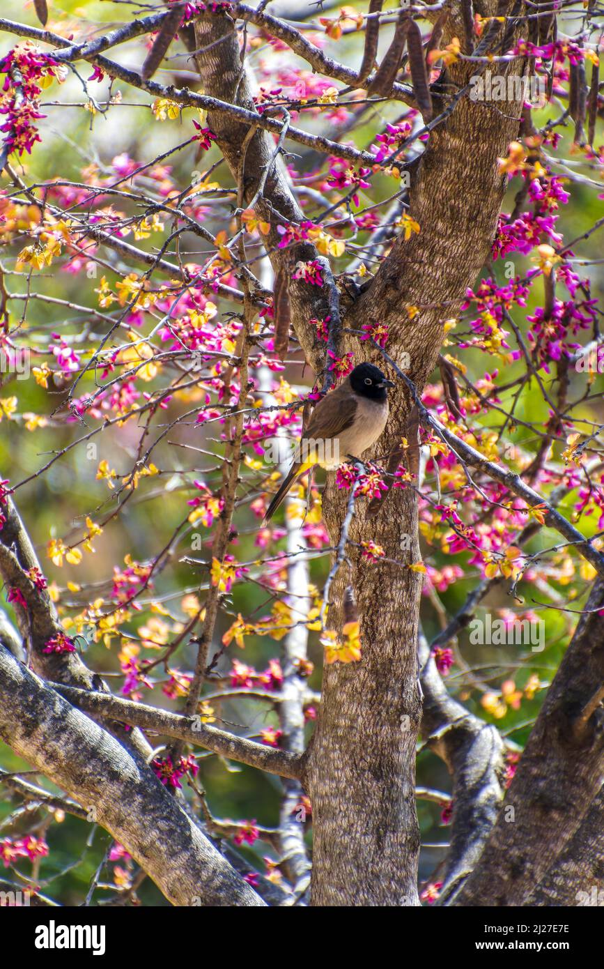 Bulbul cute bird with himalayan blossom colorful flower Stock Photo - Alamy