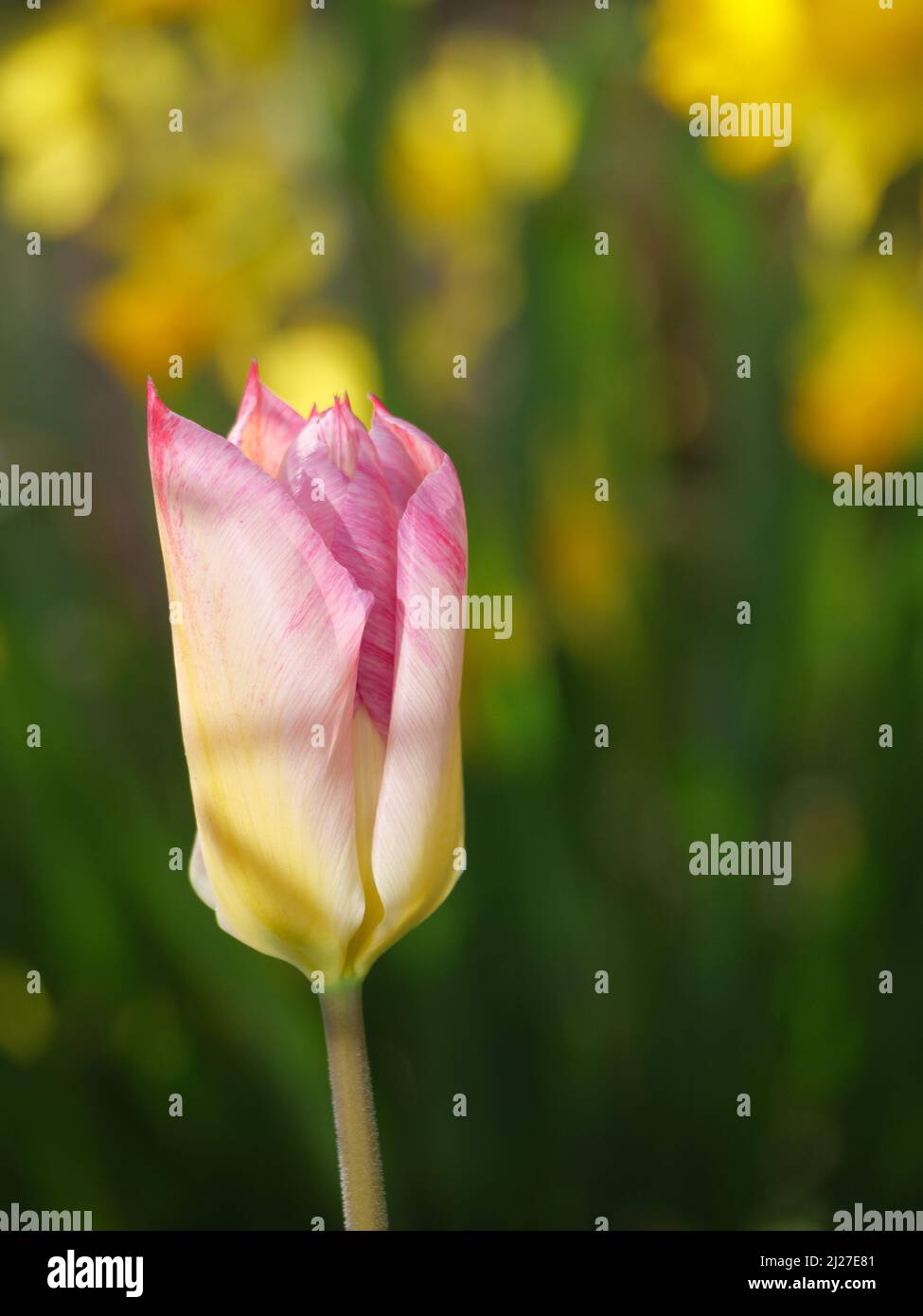 spring time in a german garden Stock Photo - Alamy