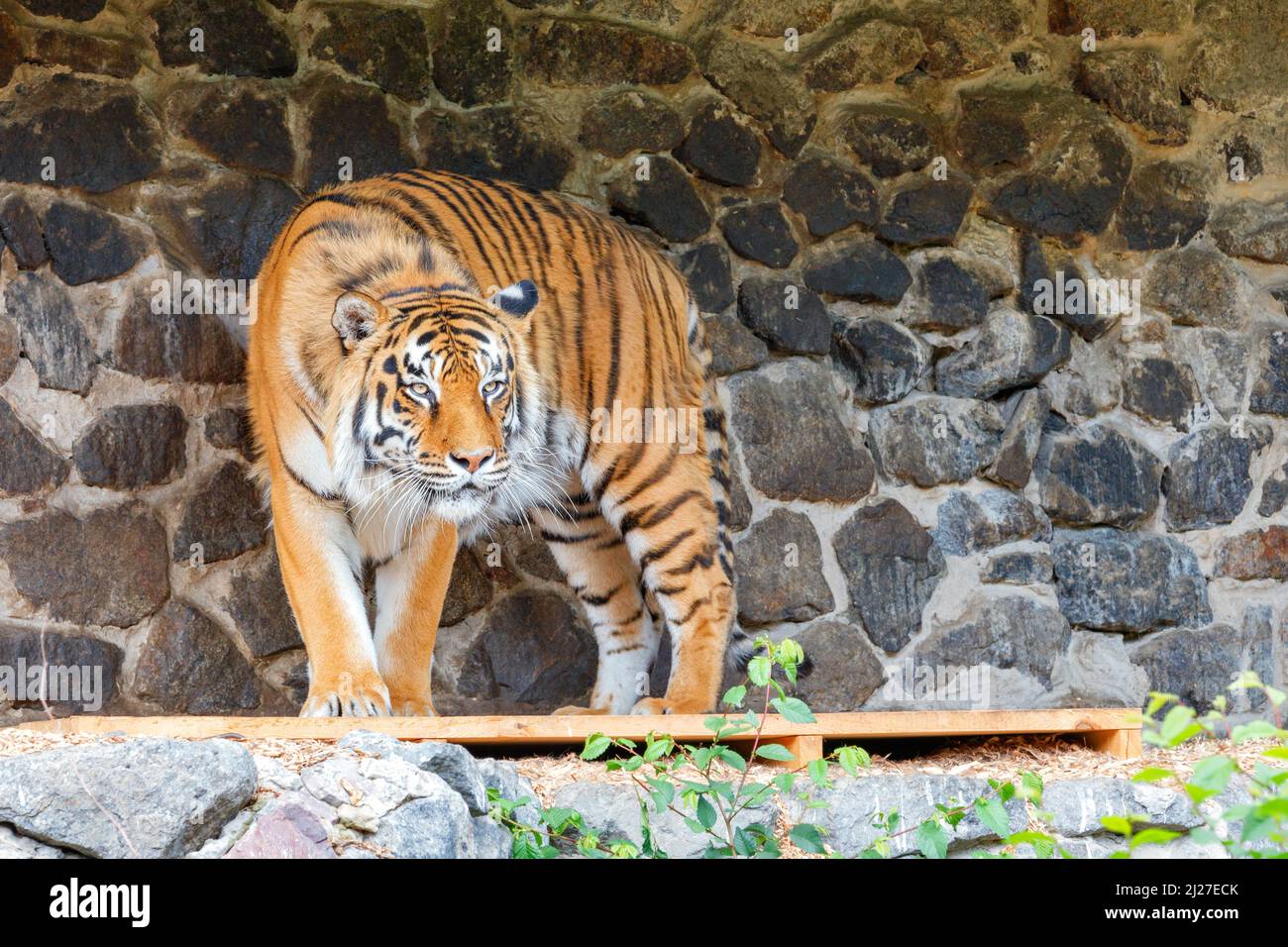 Tiger back of head hi-res stock photography and images - Alamy