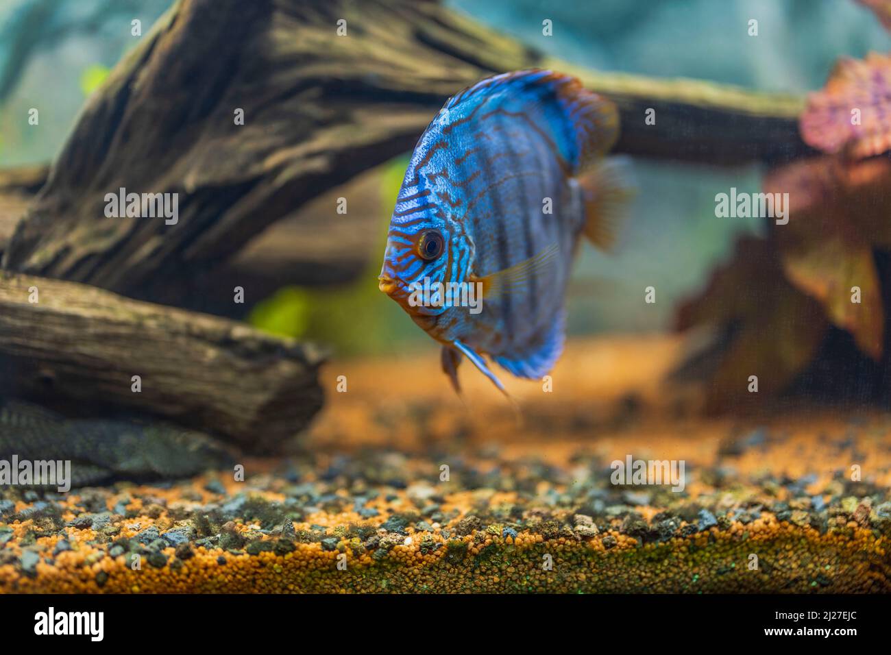 Beautiful view of Tiger Turks discus aquarium fish. Sweden Stock Photo ...