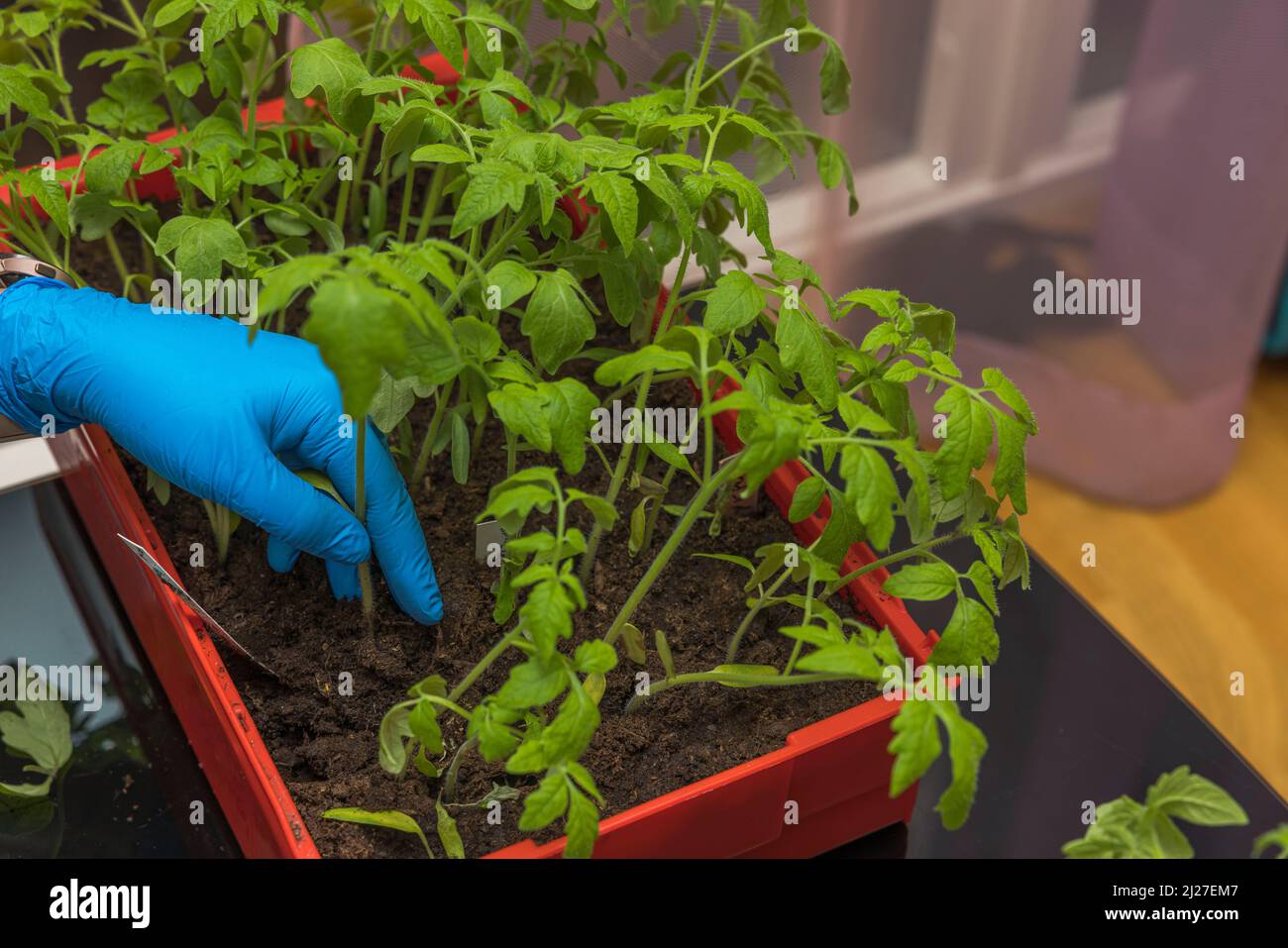 Woman taking care seedlings hi-res stock photography and images - Alamy