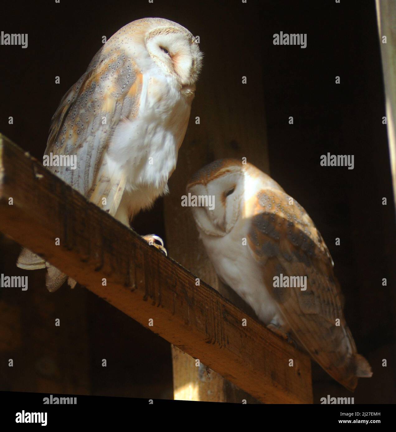 BARN OWLS, BIRDWORLD, FARNHAM, SURREY. PIC MIKE WALKER 2022 Stock Photo ...