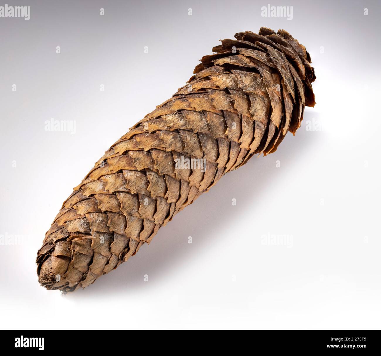 pine cone closed on white Stock Photo - Alamy