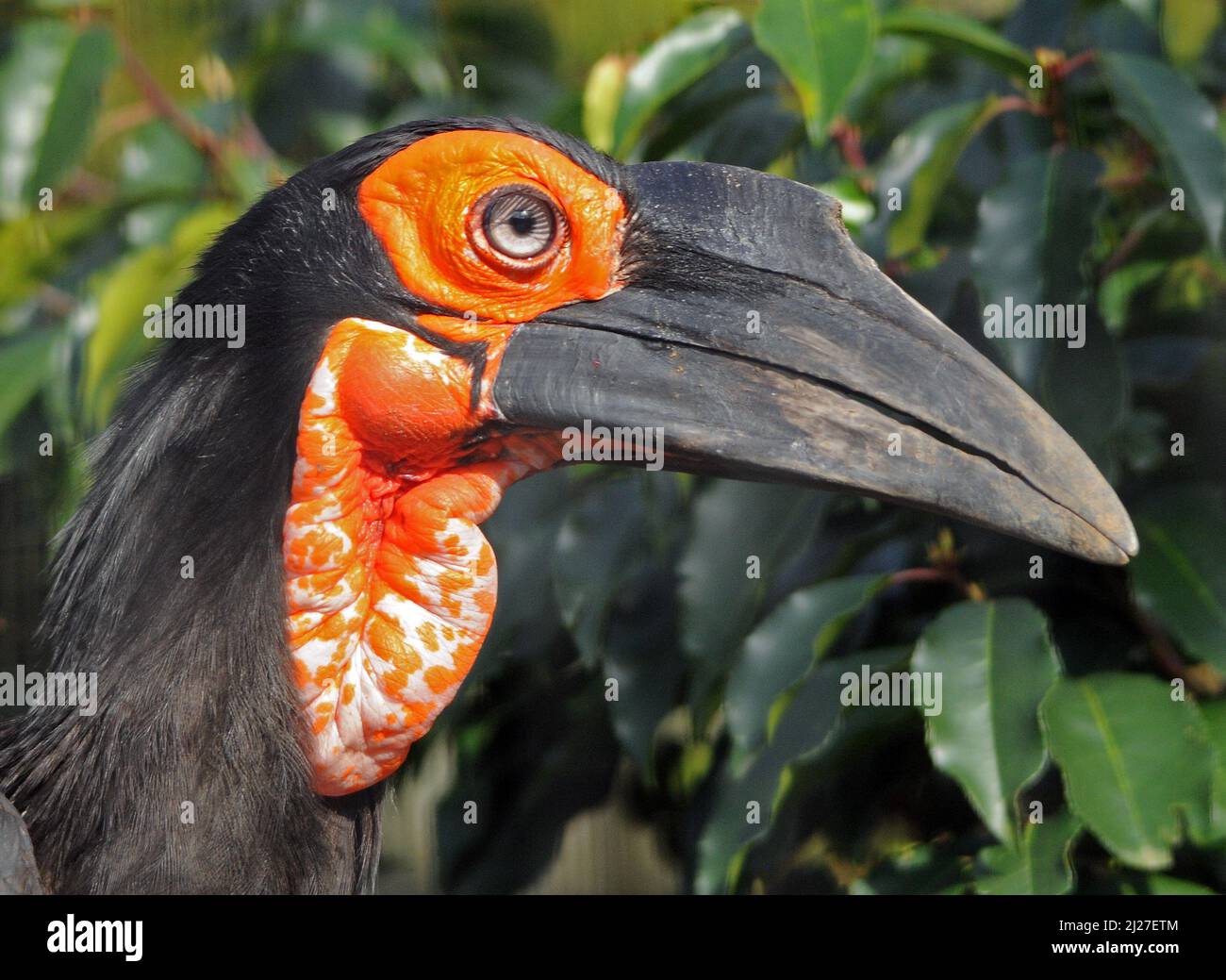 SOUTHERN GROUND HORNBILL, BIRDWORLD, FARNHAM, SURREY. PIC MIKE WALKER ...