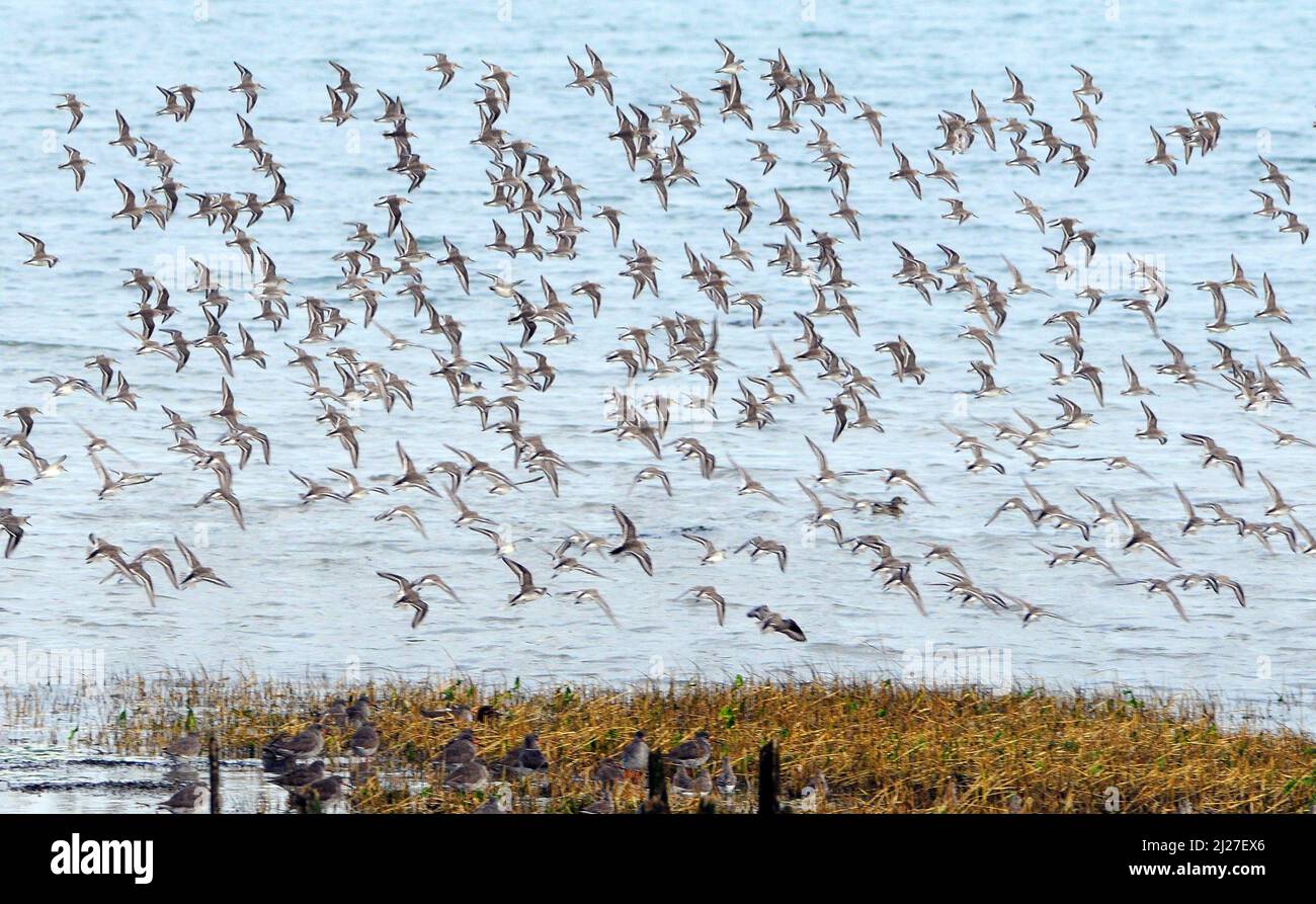 DUNLIN, CASTLE SHORE PARK, PORTSMOUTH HARBOUR, PORTCHESTER PIC MIKE ...