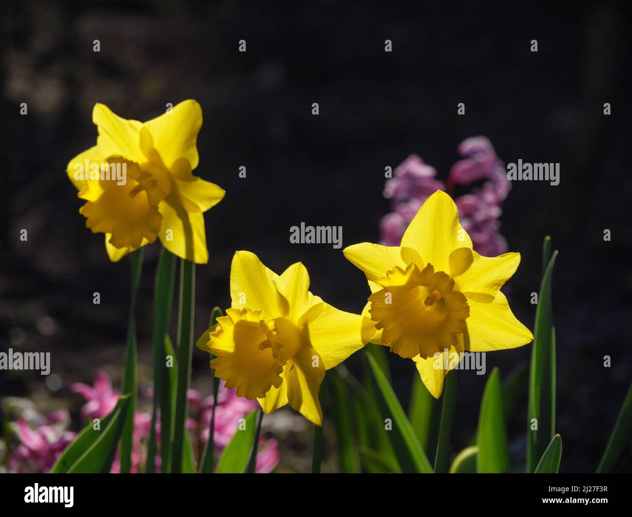 spring time in a german garden Stock Photo - Alamy