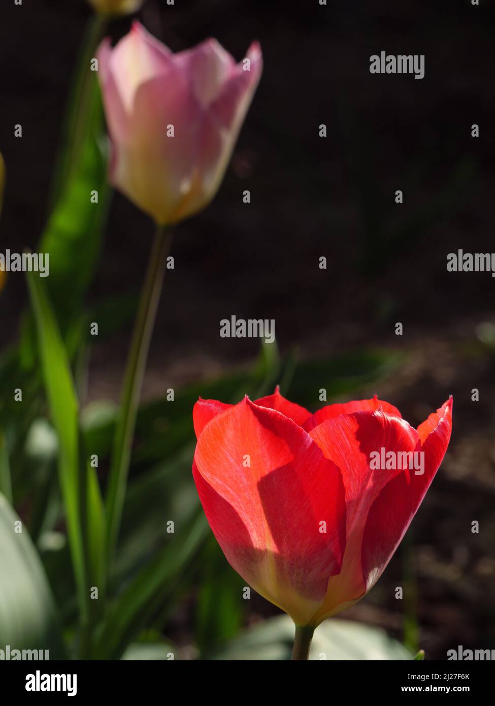 spring time in a german garden Stock Photo - Alamy
