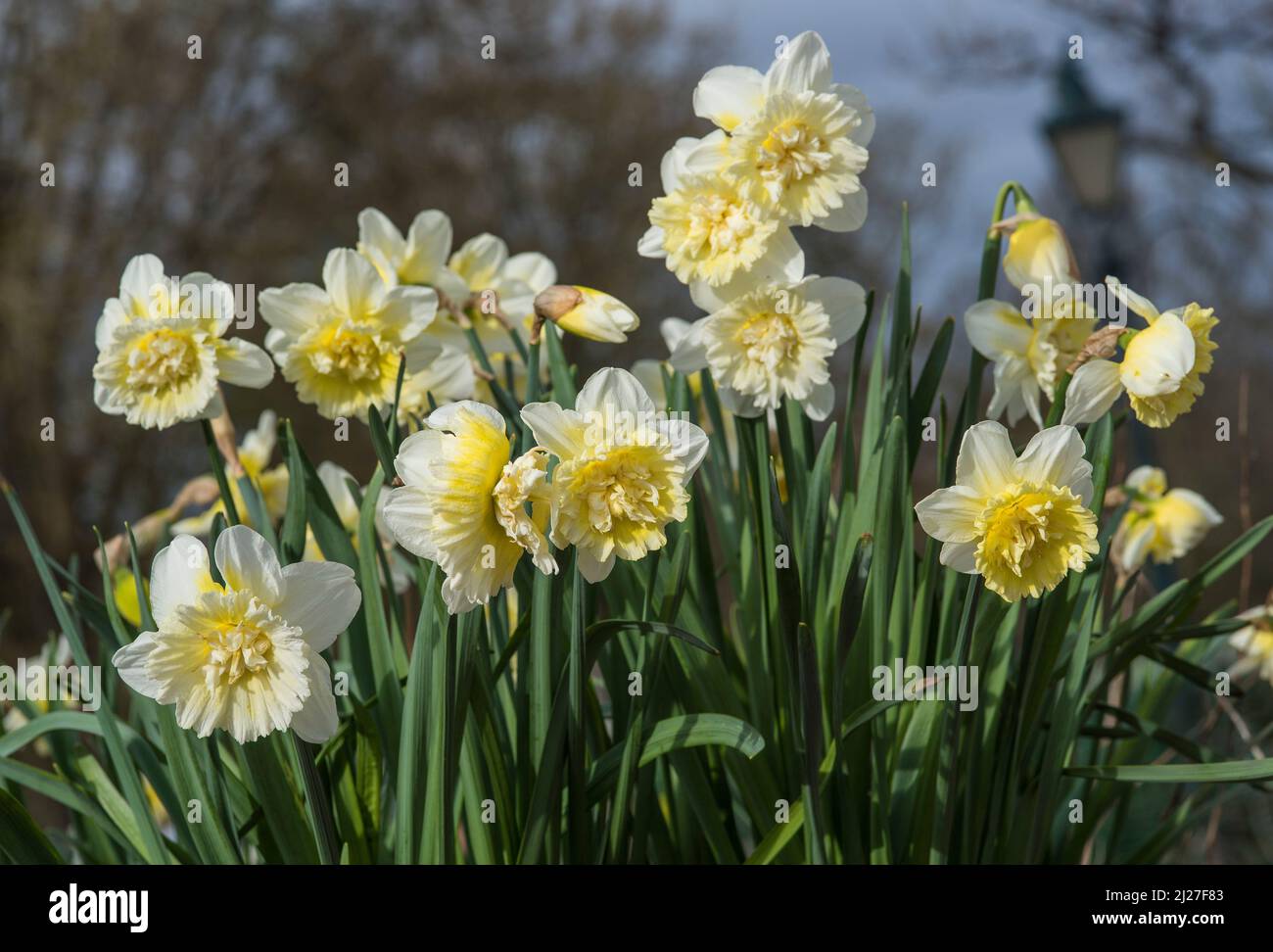 Close up of white and yellow Daffodils (aka narcissus and jonquil ...