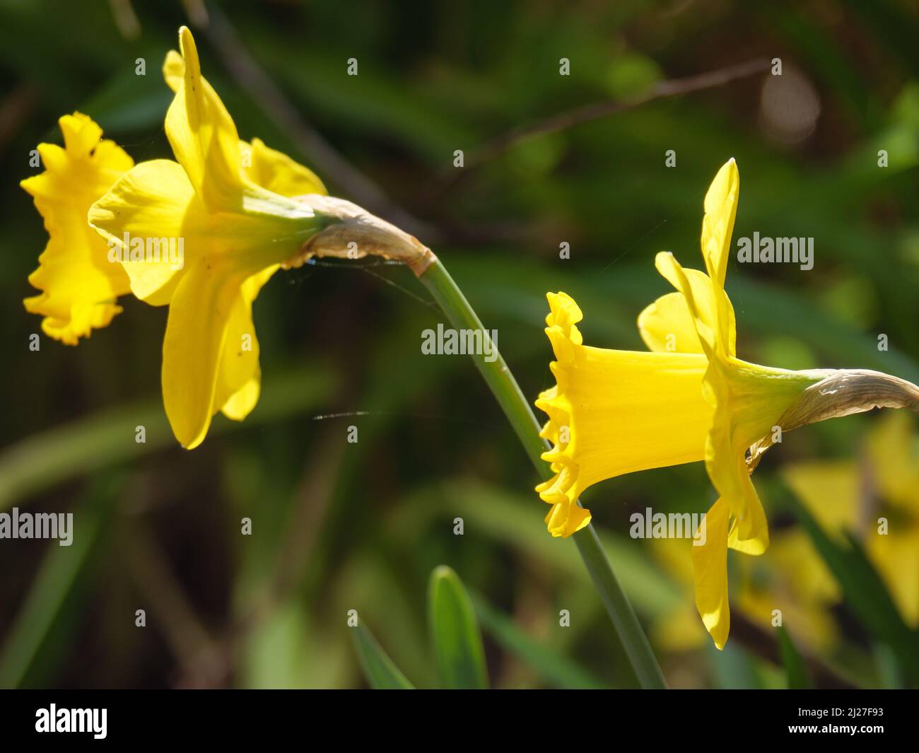 spring time in a german garden Stock Photo - Alamy