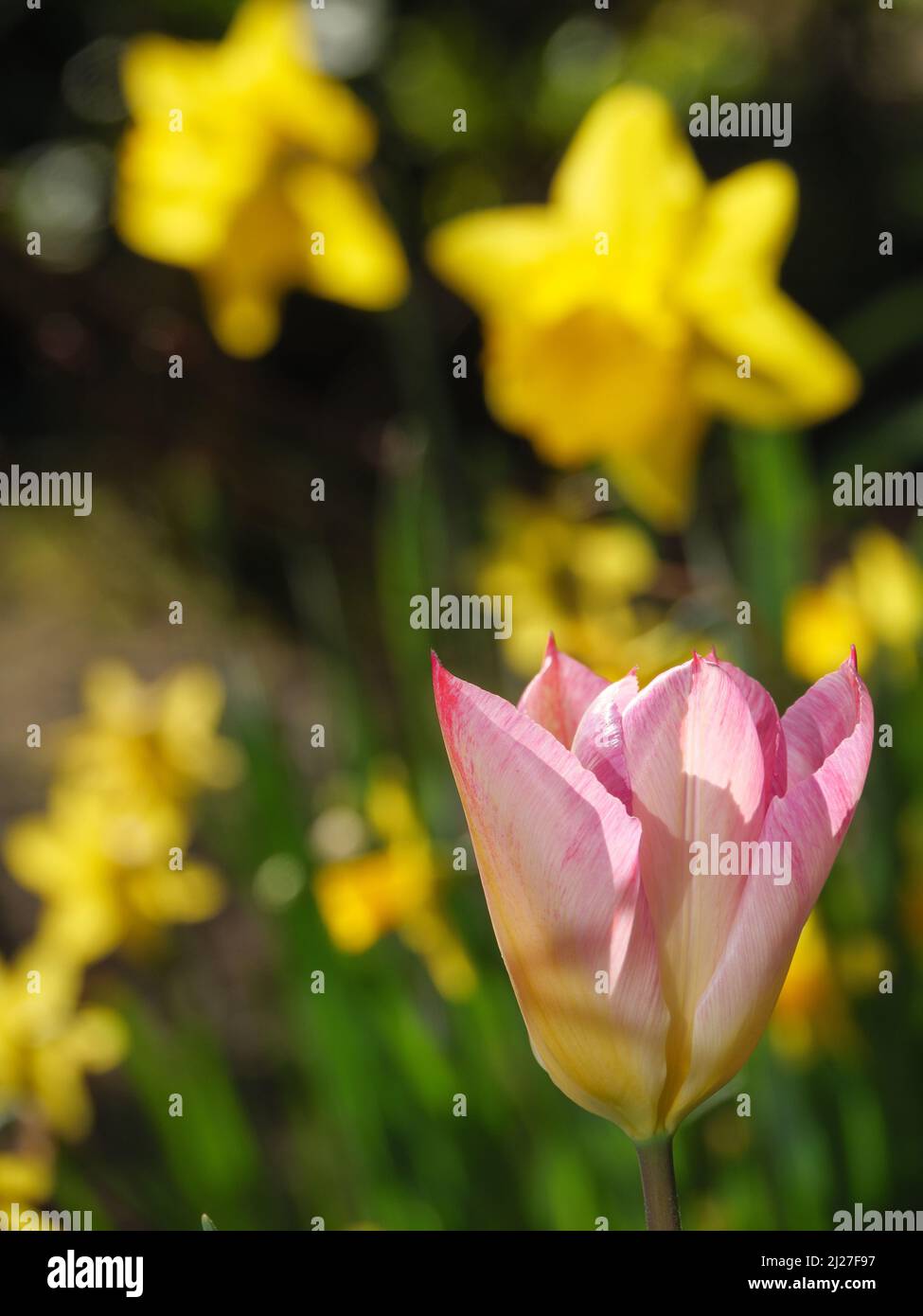 spring time in a german garden Stock Photo - Alamy