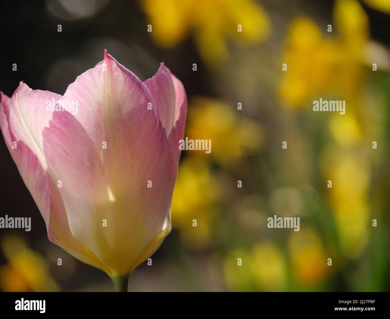 spring time in a german garden Stock Photo - Alamy