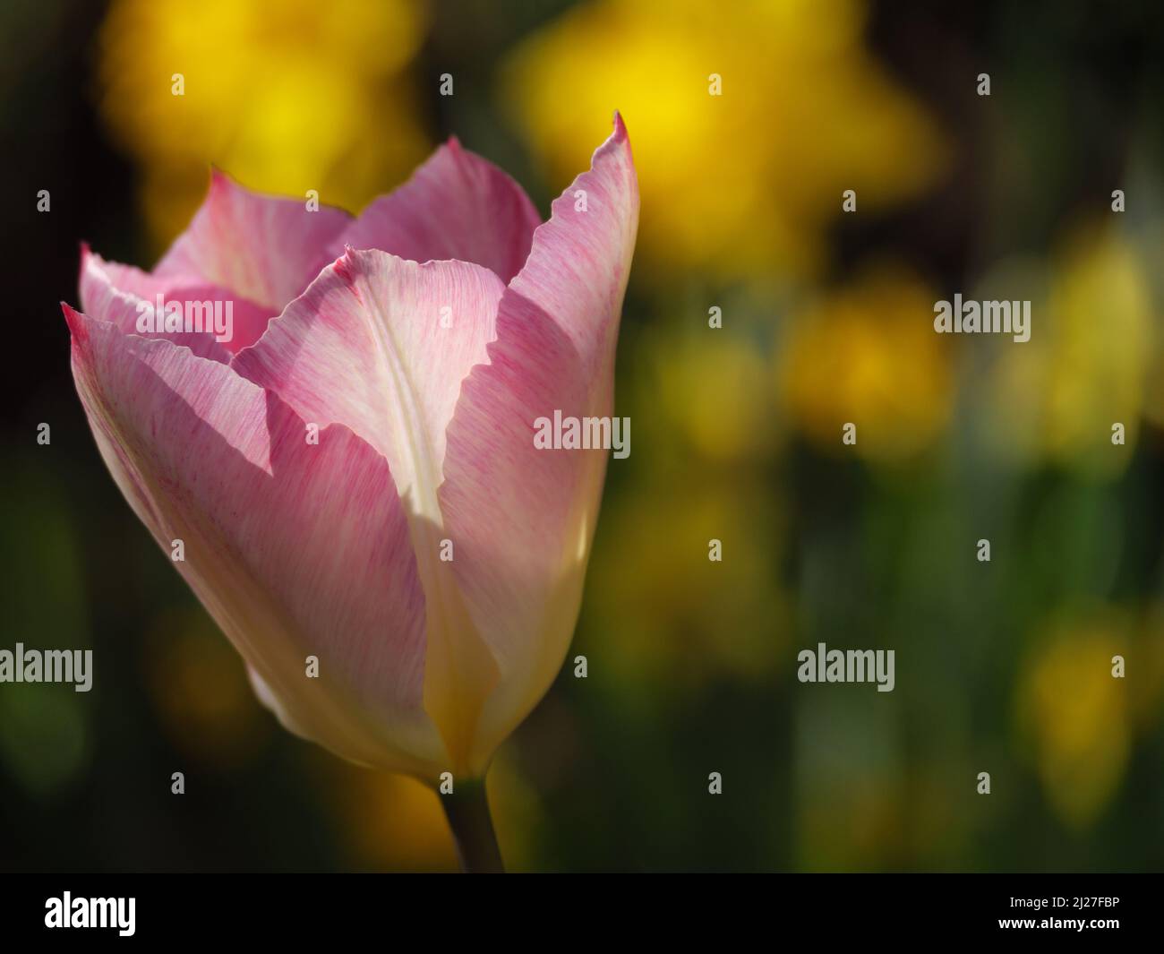spring time in a german garden Stock Photo - Alamy