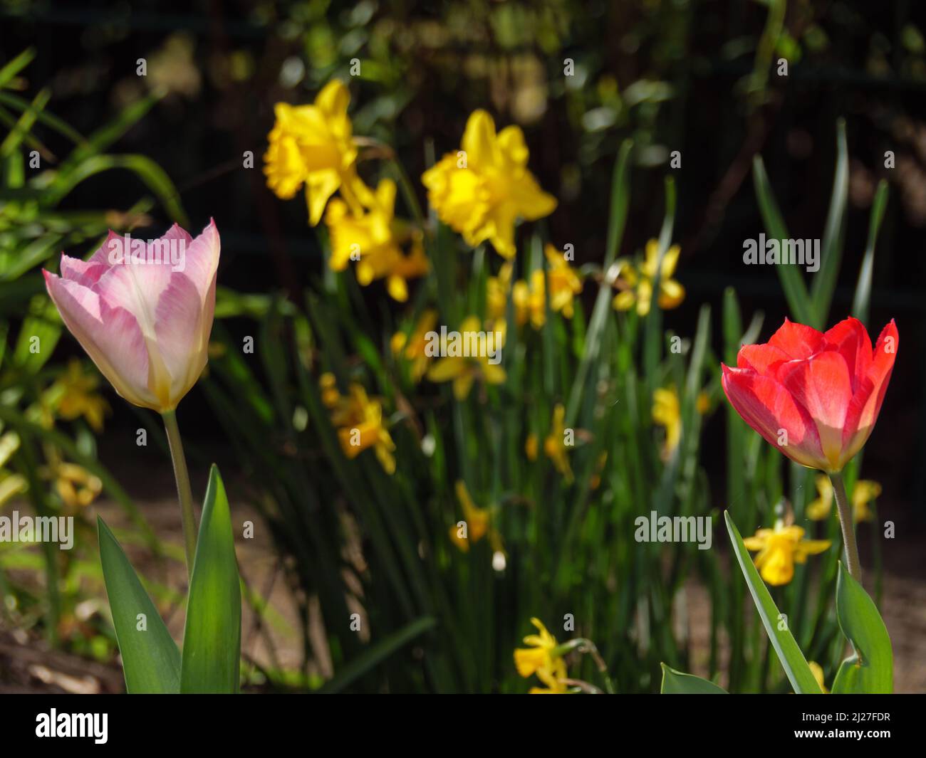spring time in a german garden Stock Photo - Alamy