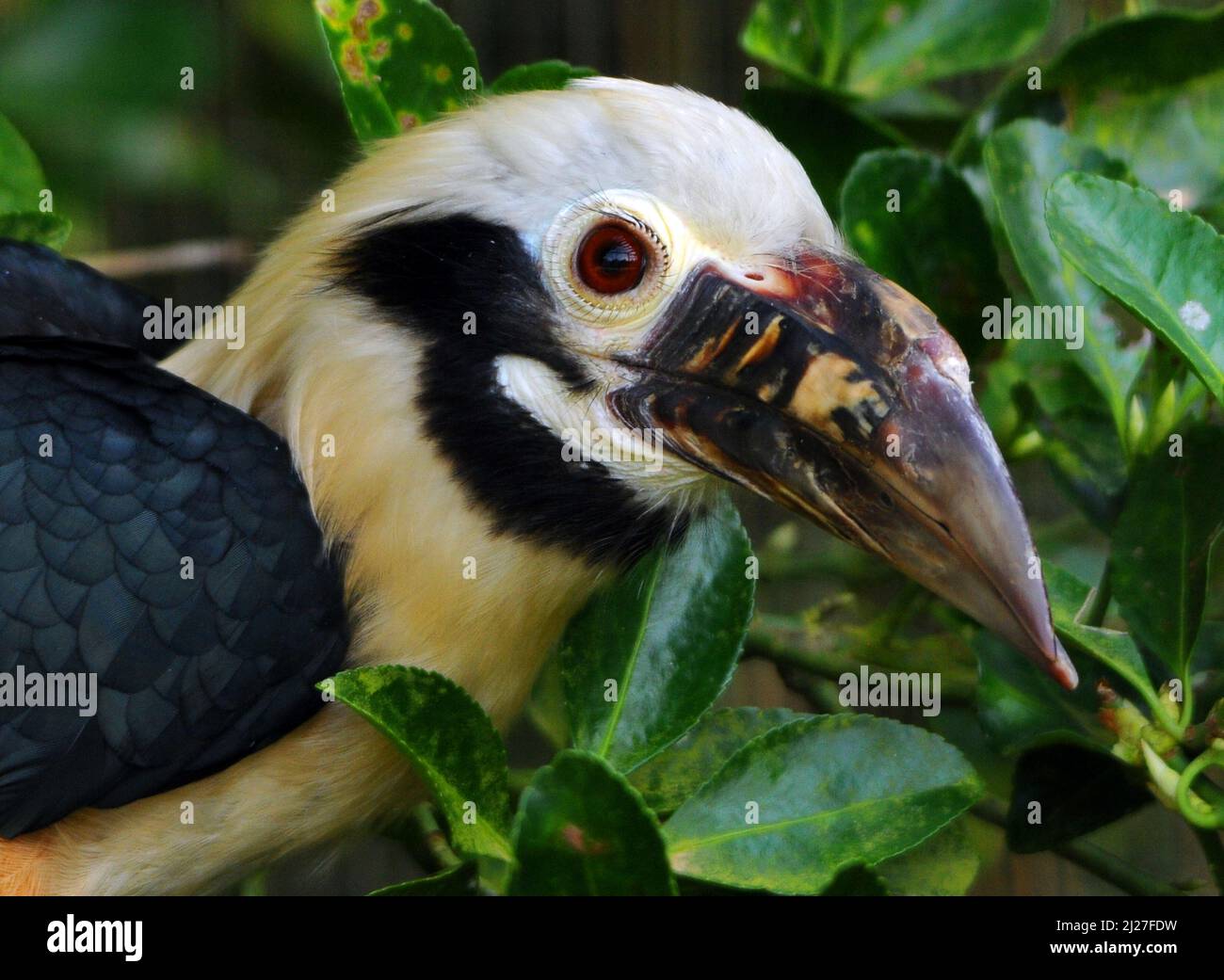 VISAYAN TARICTIC HORNBILL, BIRDWORLD, FARNHAM, SURREY PIC MIKE WALKER ...