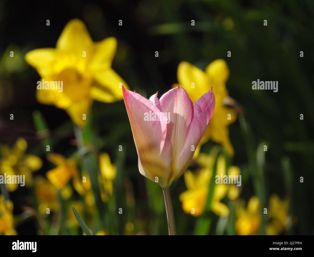 spring time in a german garden Stock Photo - Alamy