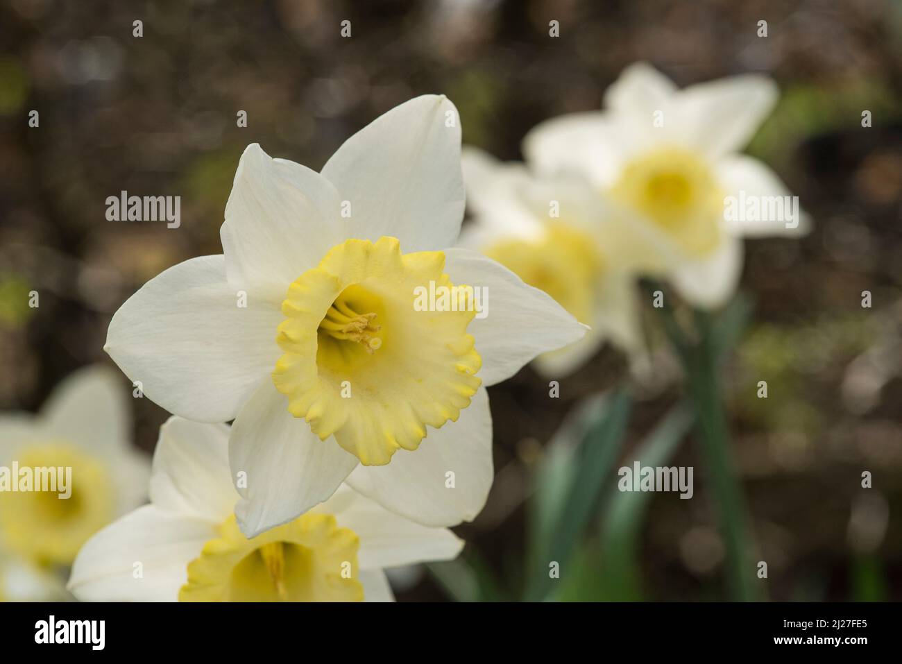 Close up of white and yellow Daffodils (aka narcissus and jonquil ...