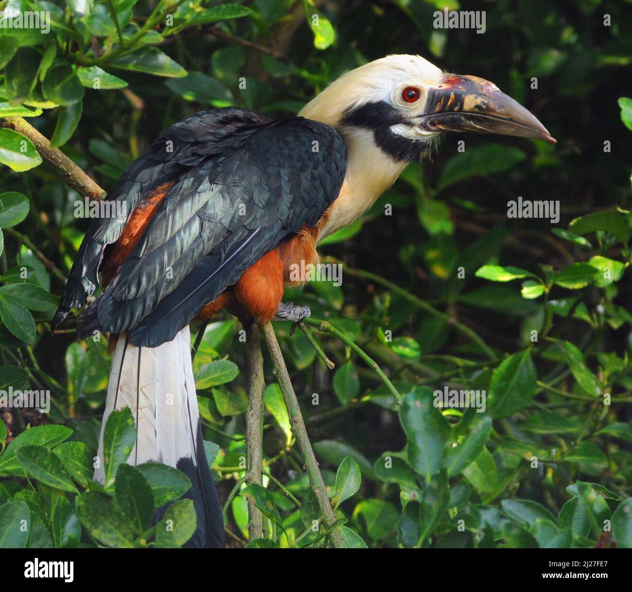 VISAYAN TARICTIC HORNBILL, BIRDWORLD, FARNHAM, SURREY PIC MIKE WALKER ...