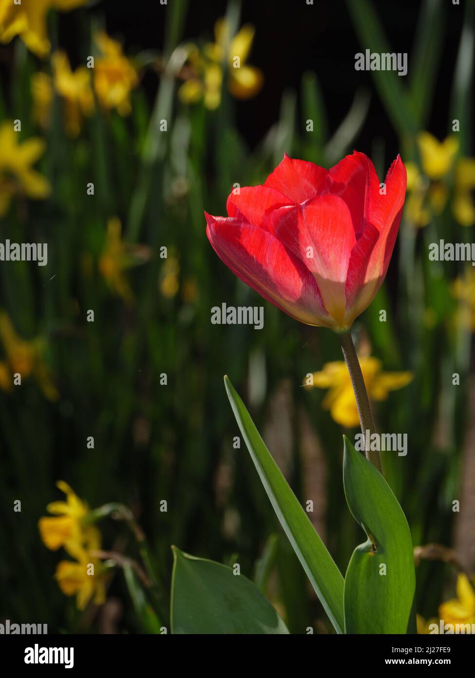 spring time in a german garden Stock Photo - Alamy