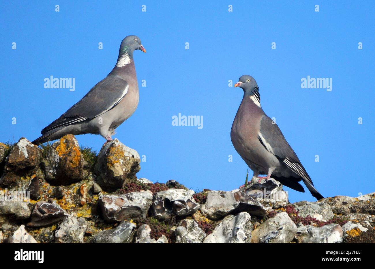 WOOD PIGEONS, PORTCHESTER CASTLE, PORTSMOUTH HARBOUR, PORTCHESTER PIC ...