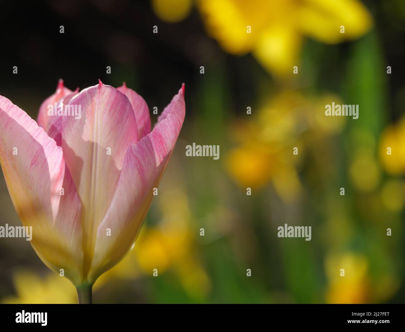 spring time in a german garden Stock Photo - Alamy