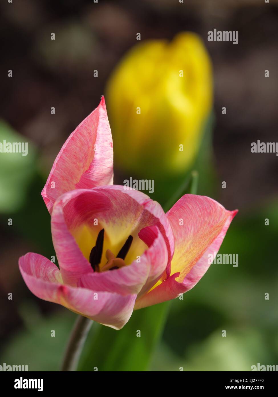 spring time in a german garden Stock Photo - Alamy