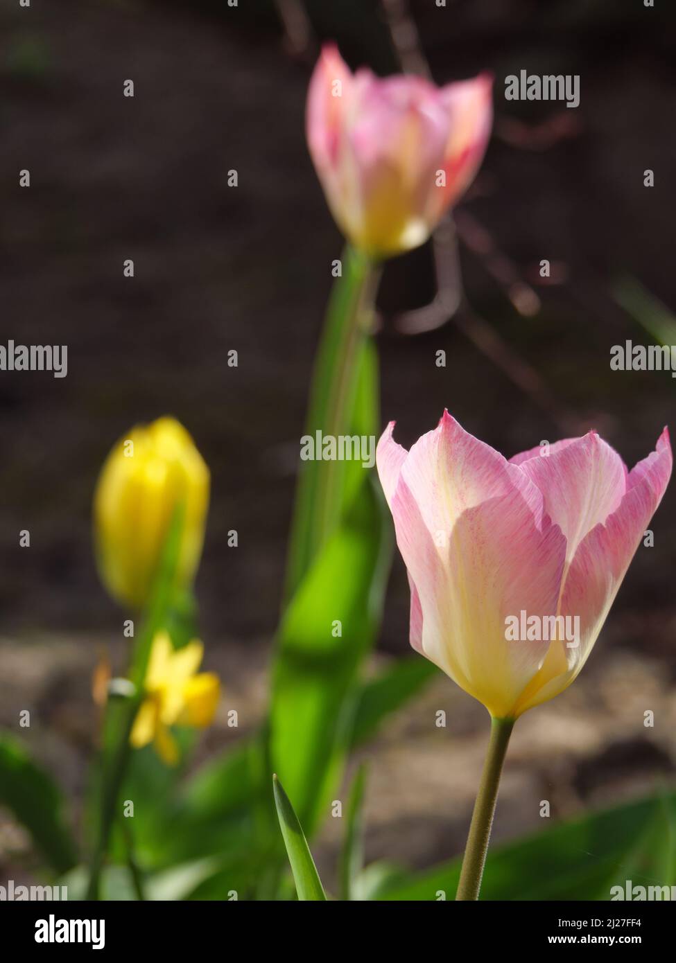 spring time in a german garden Stock Photo - Alamy