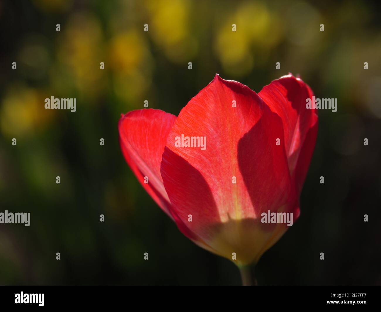 spring time in a german garden Stock Photo - Alamy