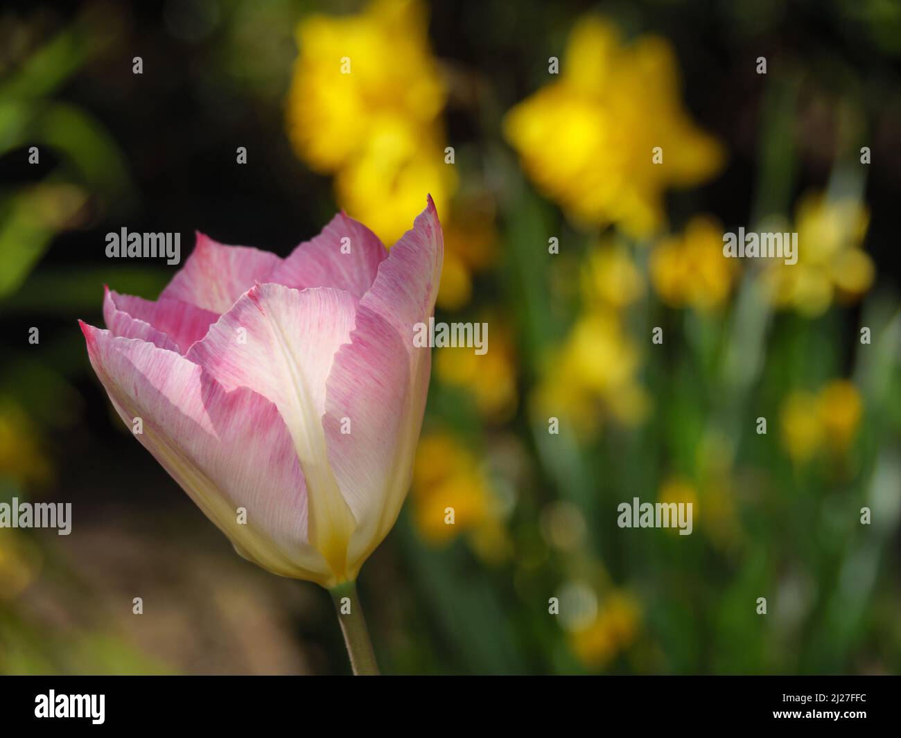 spring time in a german garden Stock Photo - Alamy