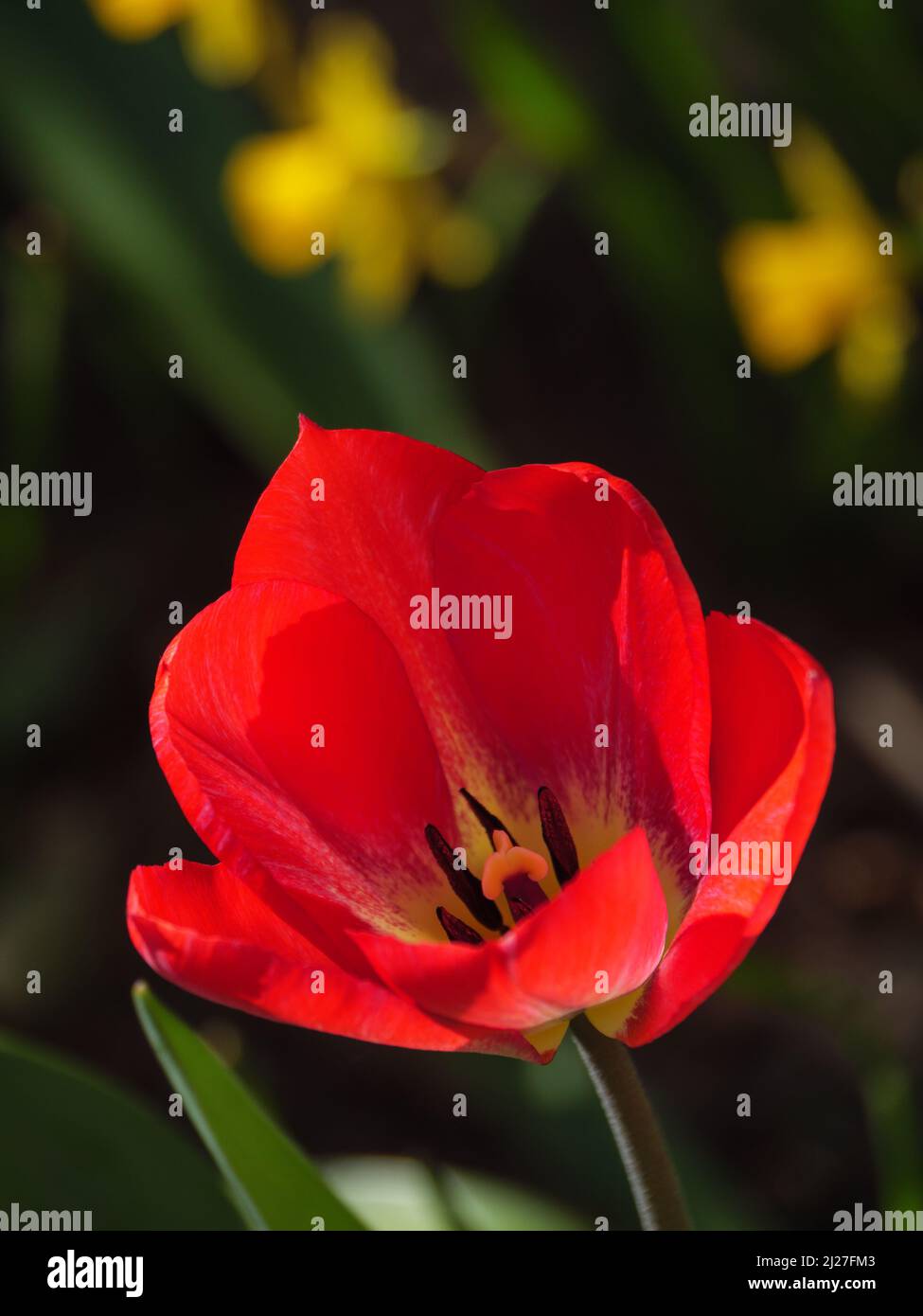 spring time in a german garden Stock Photo - Alamy