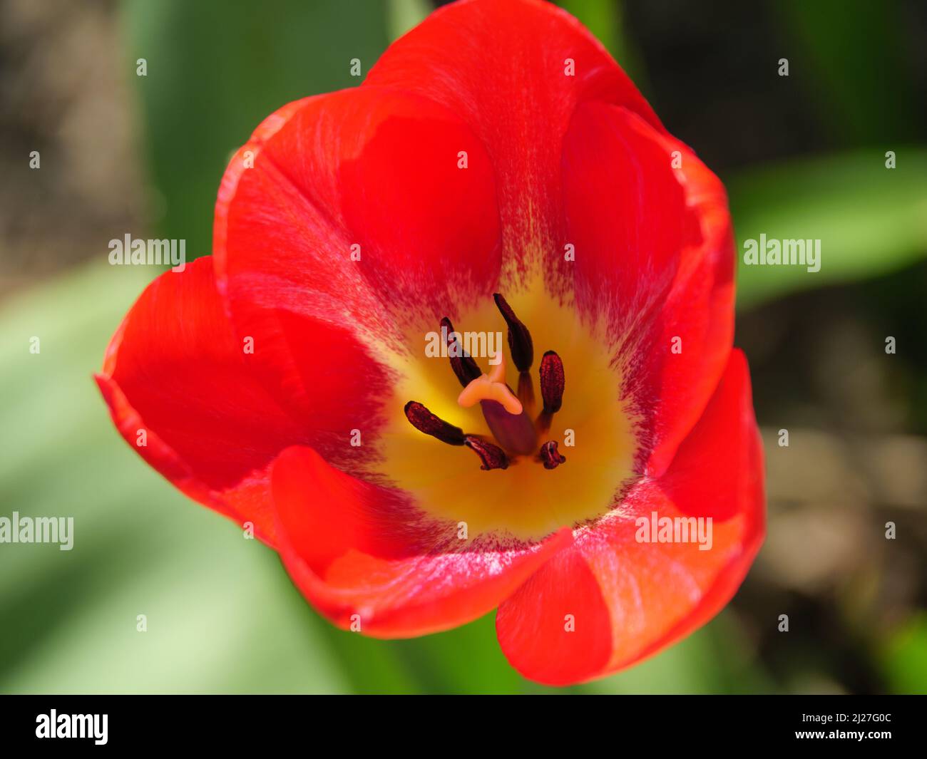 spring time in a german garden Stock Photo - Alamy