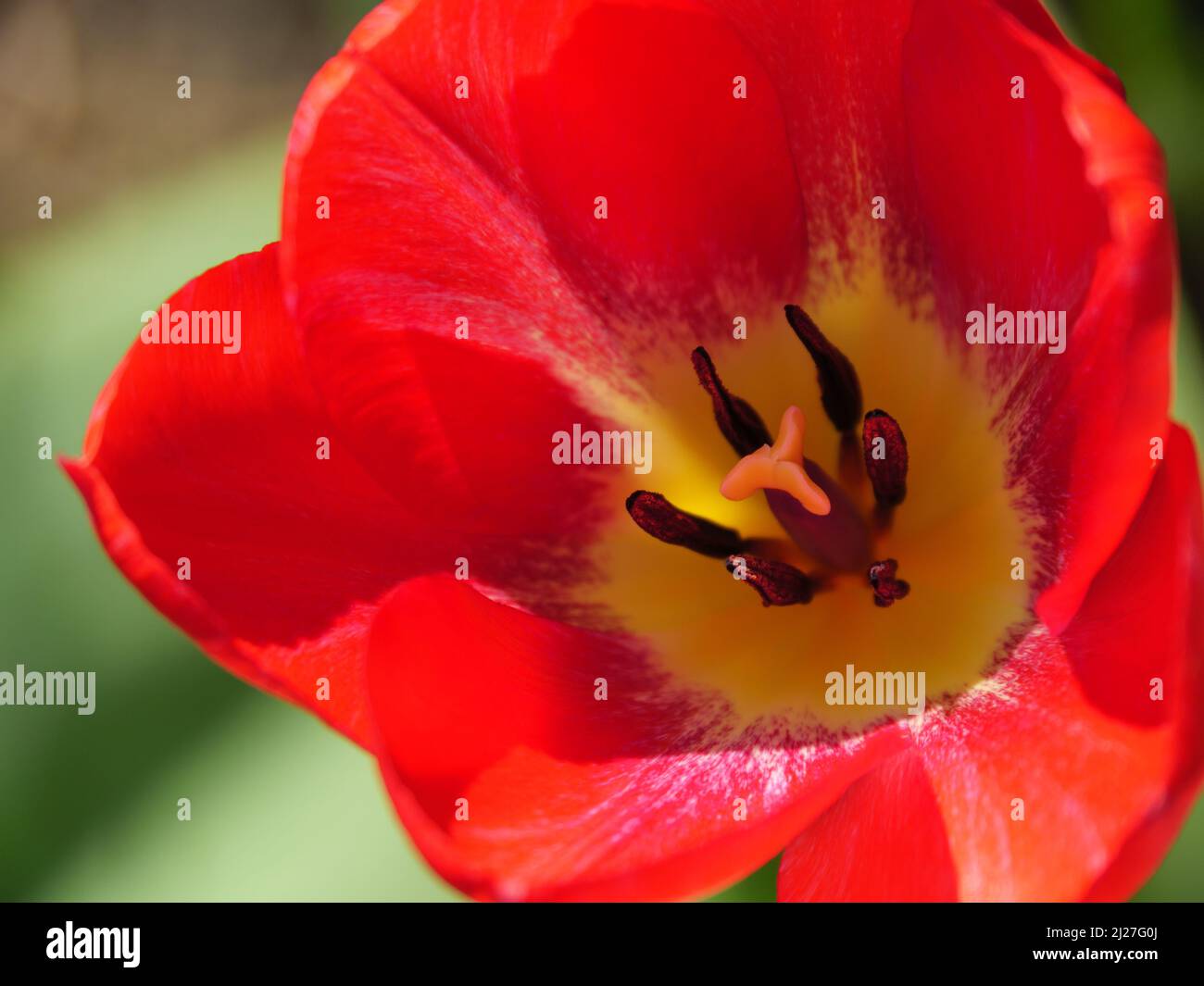 spring time in a german garden Stock Photo - Alamy