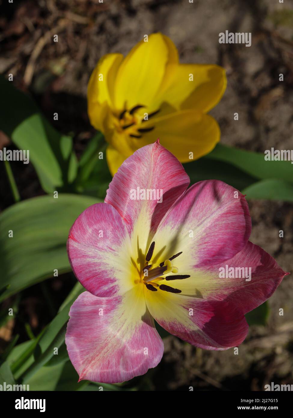 spring time in a german garden Stock Photo - Alamy