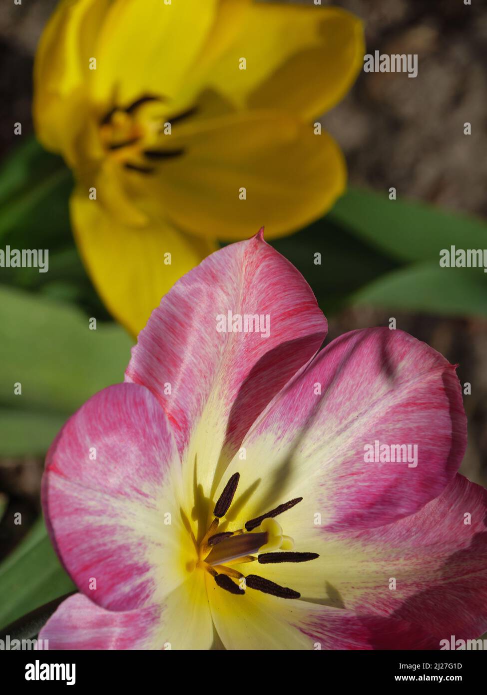 spring time in a german garden Stock Photo - Alamy