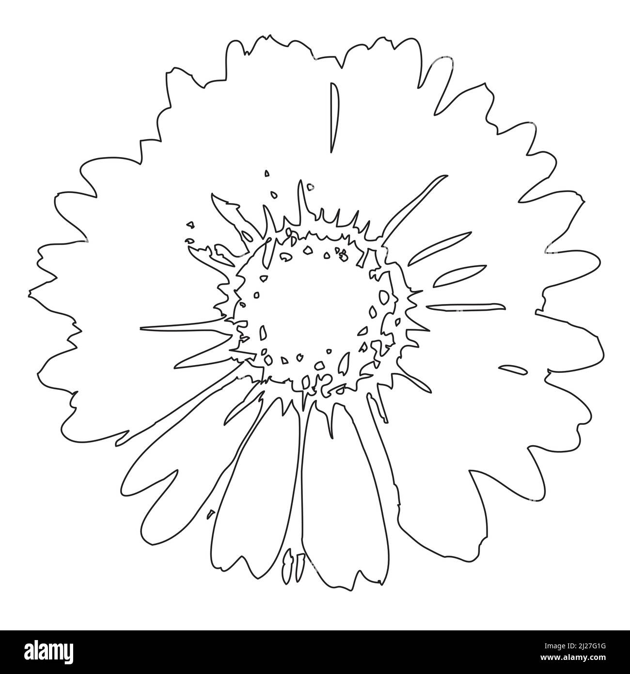 Flower marguerite daisy Black and White Stock Photos & Images - Alamy