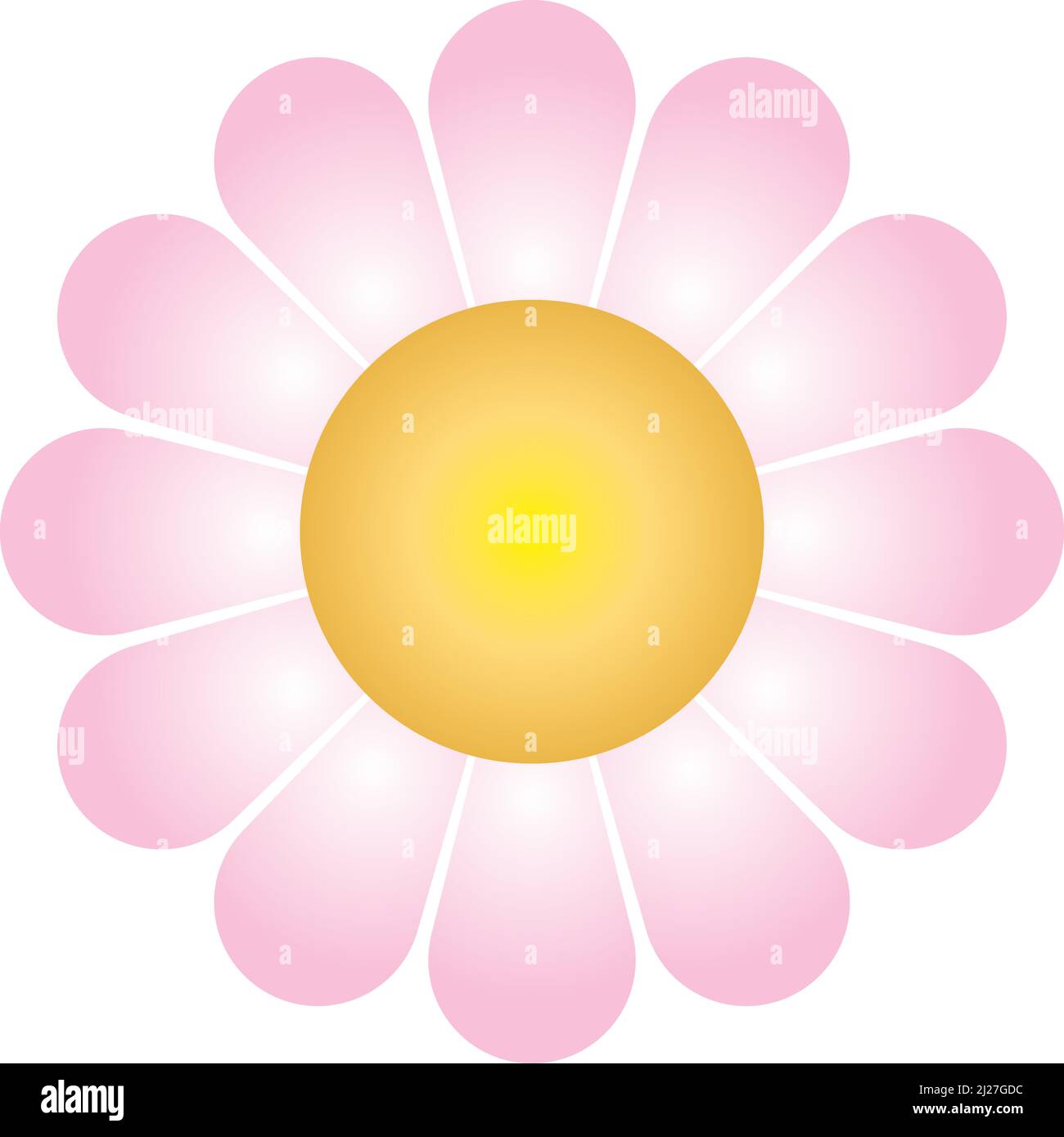Pink Daisy Flower Drawing