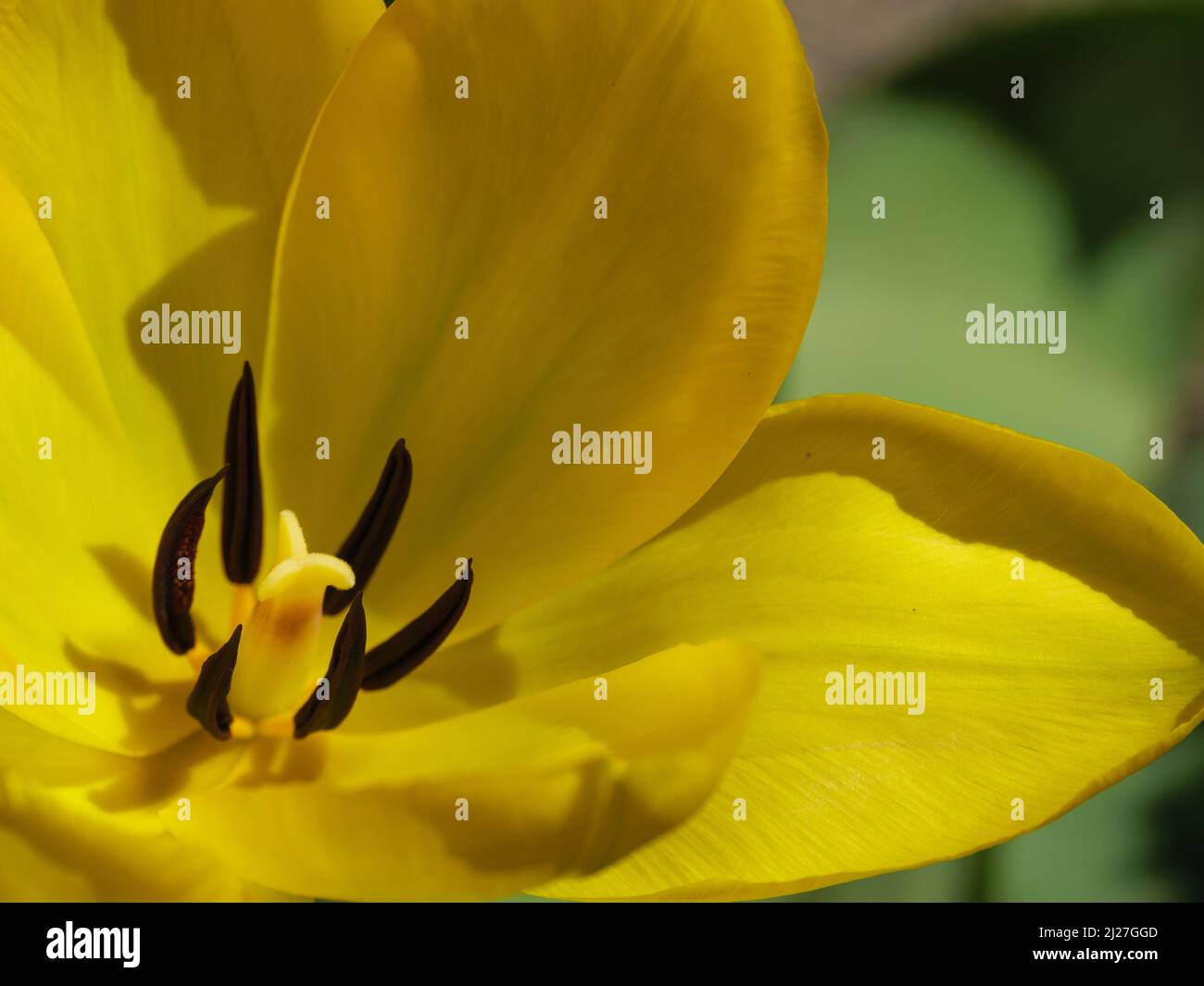 spring time in a german garden Stock Photo - Alamy