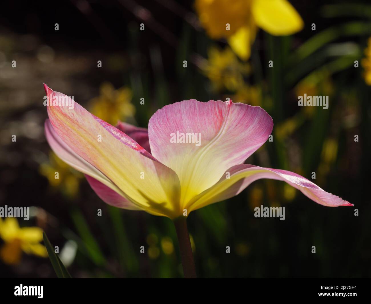 spring time in a german garden Stock Photo - Alamy