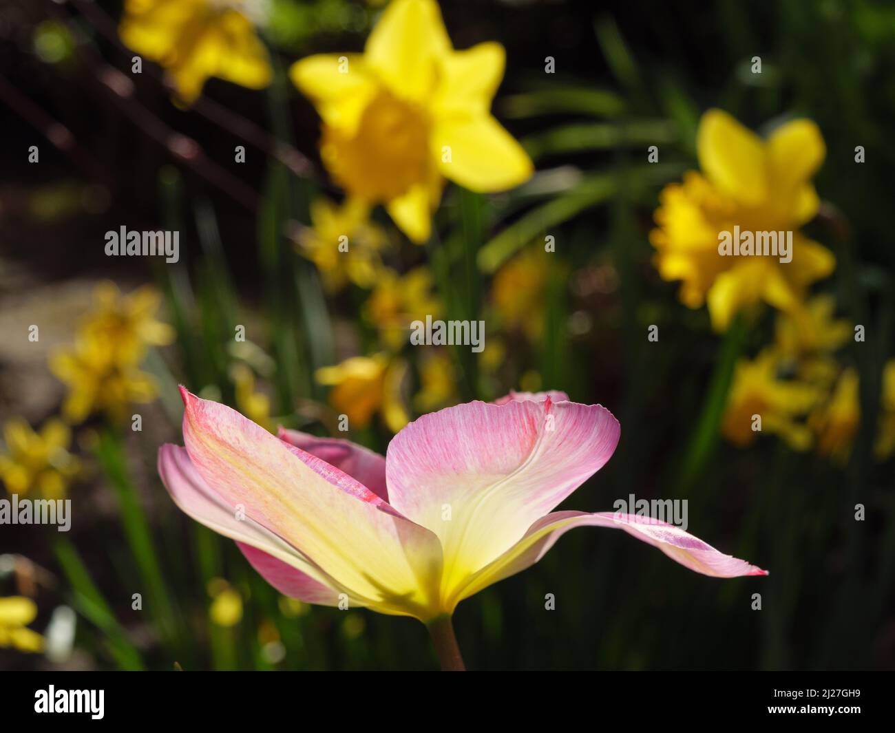 spring time in a german garden Stock Photo - Alamy